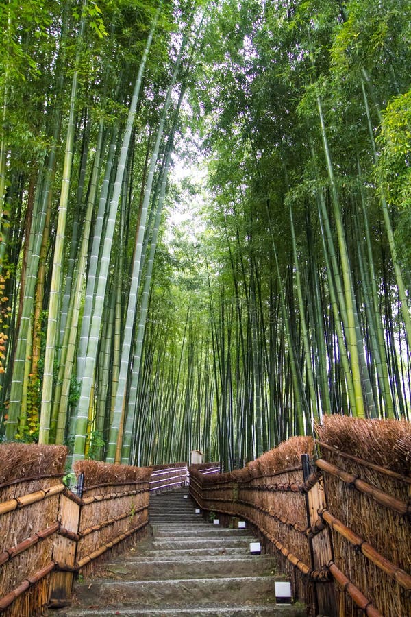 Bosque De Bambu Em Kyoto Japão Imagem de Stock - Imagem de turismo ...