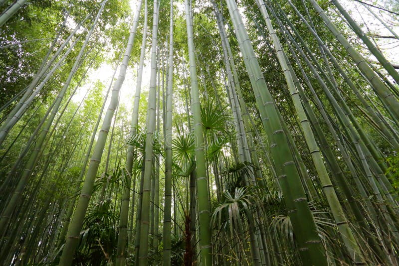 Bosque De Bambu, Floresta De Bambu Em Arashiyama, Kyoto Foto de Stock ...
