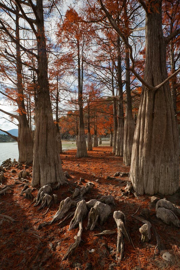 Bosque De Cypress No Meio Do Outono Foto de Stock - Imagem de colorido ...