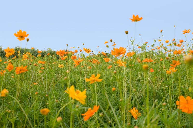 Bosque de flores imagen de archivo. Imagen de sano, afloje - 1477291