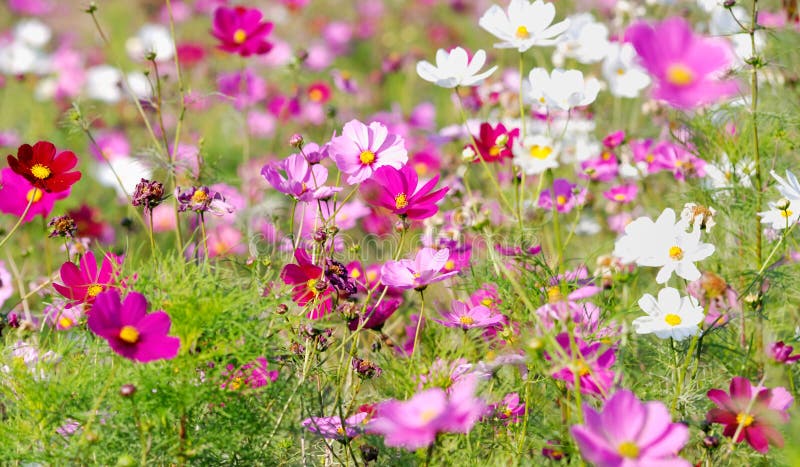 Bosque de Flores foto de archivo. Imagen de horizonte - 1701356
