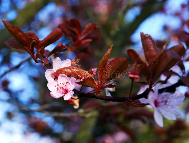 Bosque de flores imagen de archivo. Imagen de azul, prospere - 2237419