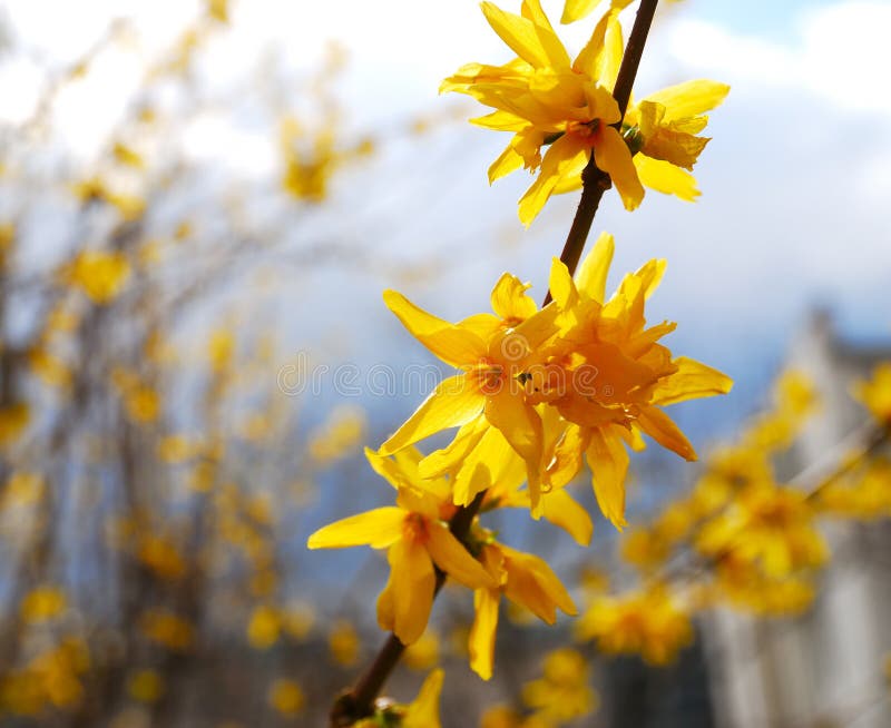 Bosque de flores imagen de archivo. Imagen de crecimiento - 2280835