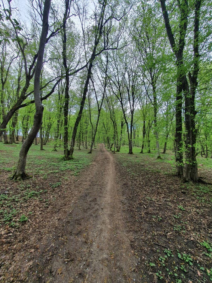 Bosque de hoia baciu foto de archivo. Imagen de arboleda - 218519514