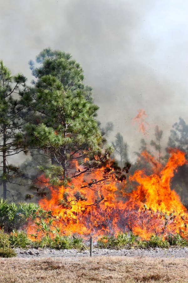 Bosque de la Florida imagen de archivo. Imagen de sunlight - 64304879