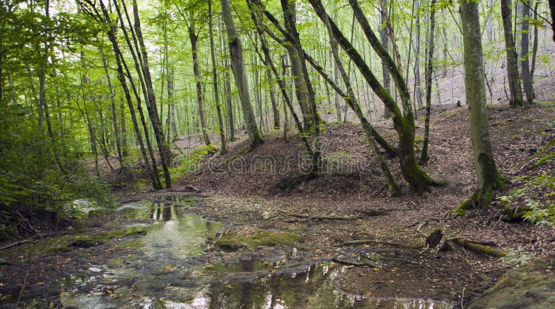 185,958 Bosque Limpio Y Verde Fotos de stock - Fotos libres de regalías ...