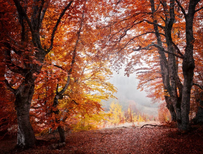 Árboles rojos en el bosque foto de archivo. Imagen de noche - 41526168