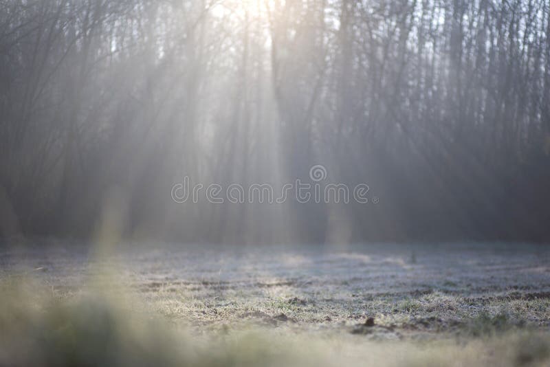 Bosque De La Persona Chapada a La Antigua Imagen de archivo - Imagen de ...