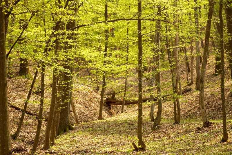 Bosque 5 de la primavera imagen de archivo. Imagen de wildflowers ...