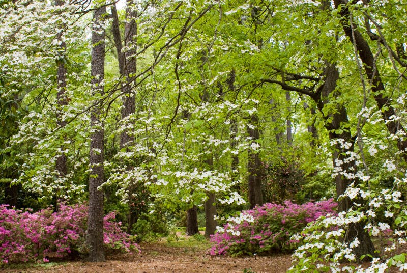 Bosque de Primavera foto de archivo. Imagen de resorte - 28116120