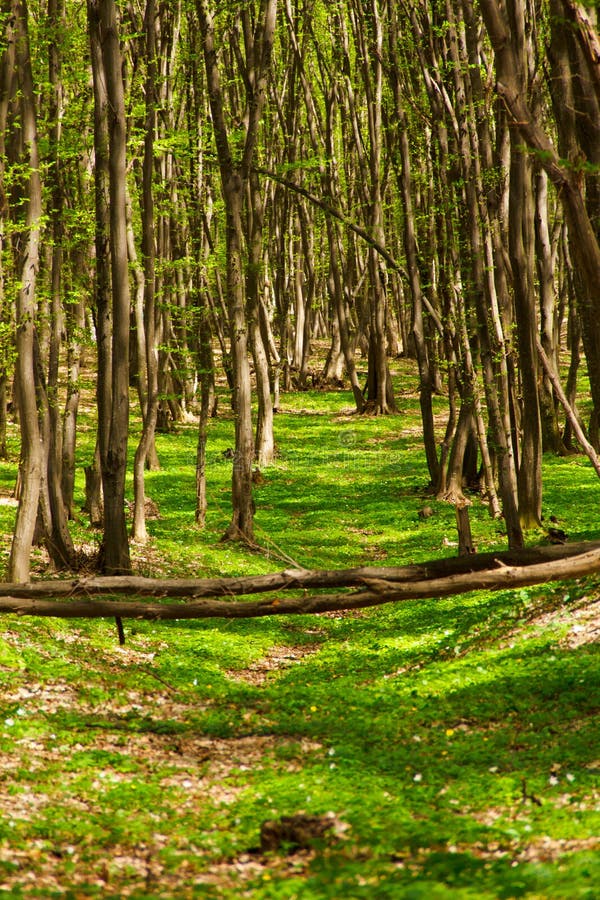 Bosque 5 de la primavera imagen de archivo. Imagen de rastro - 36916983