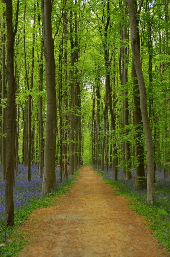 Bosque de la primavera foto de archivo. Imagen de abril - 40198474