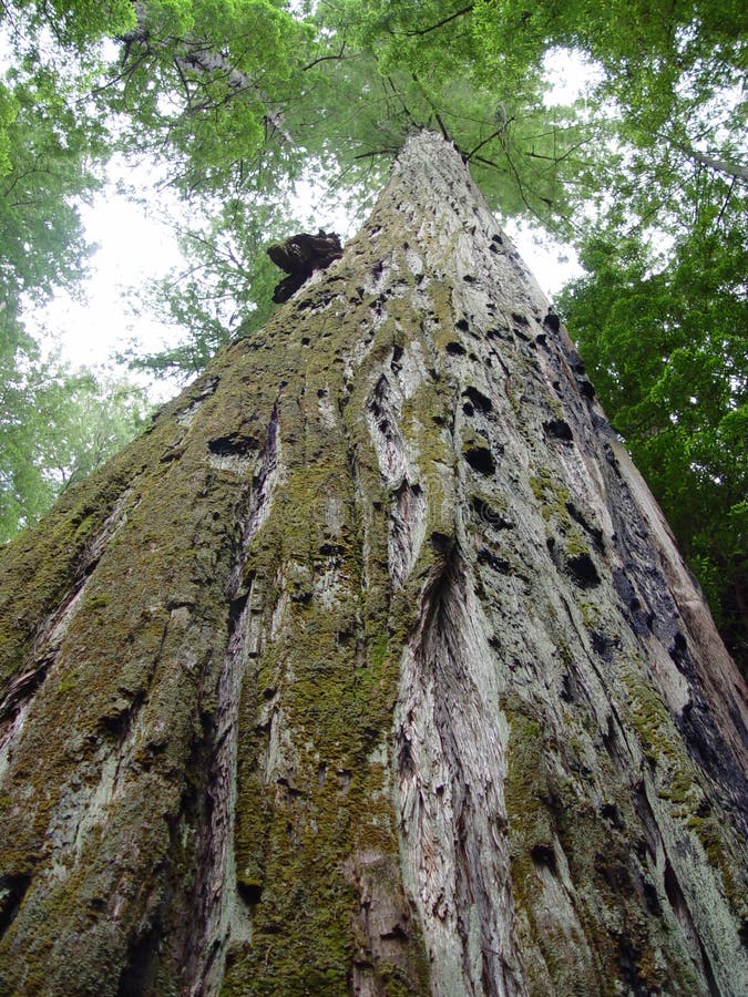 Secoya de California imagen de archivo. Imagen de parque - 33059
