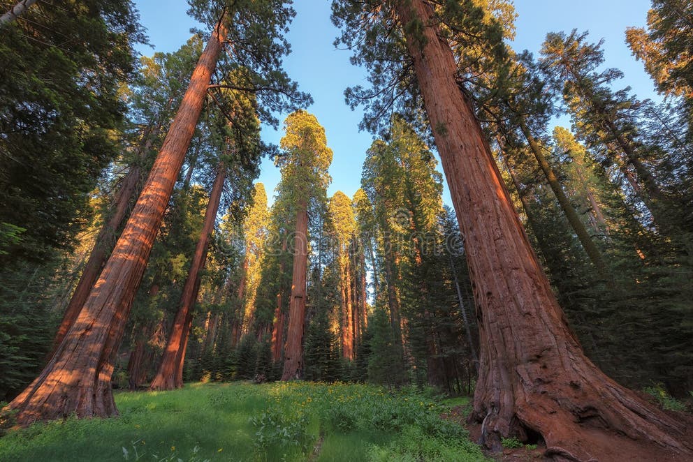 Bosque De La Secoya Gigante Imagen de archivo - Imagen de madera ...