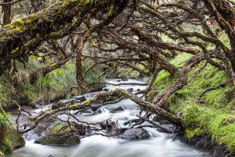Bosque de Polylepis imagen de archivo. Imagen de cubo - 69966657