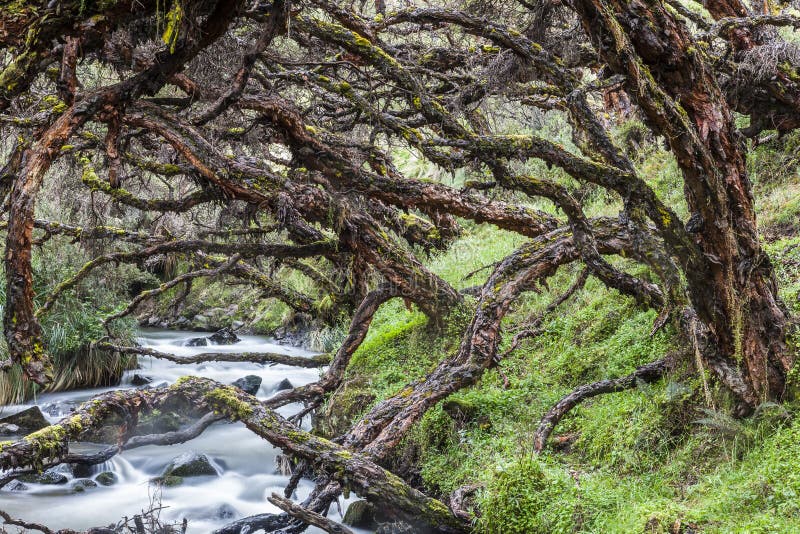 Polylepis Antiguo Forest Or Paper Tree Imagen de archivo - Imagen de ...