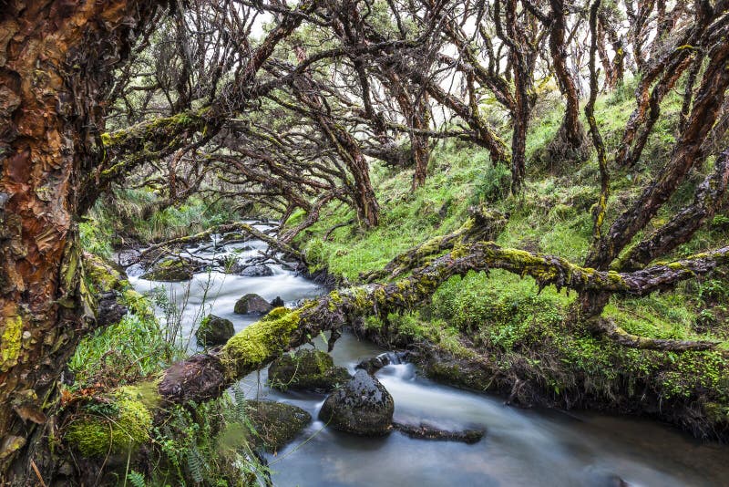 Bosque de Polylepis imagen de archivo. Imagen de musgo - 69967273