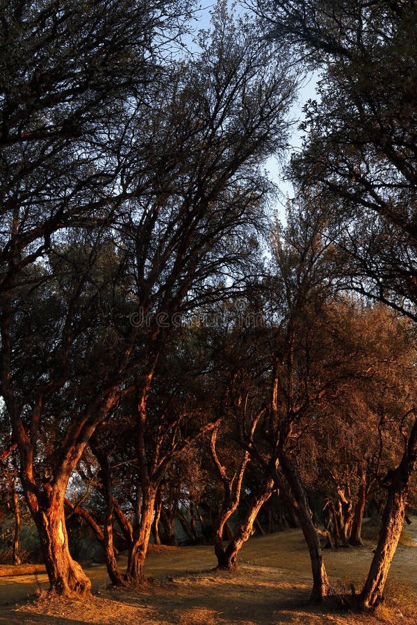 Quinuales Stock Photos - Free & Royalty-Free Stock Photos from Dreamstime