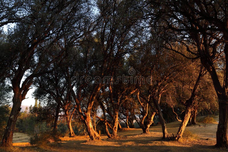 Quinuales Stock Photos - Free & Royalty-Free Stock Photos from Dreamstime