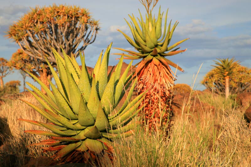 Aljaba Fotos De Stock - Download 2,561 Fotos Libres de Derechos