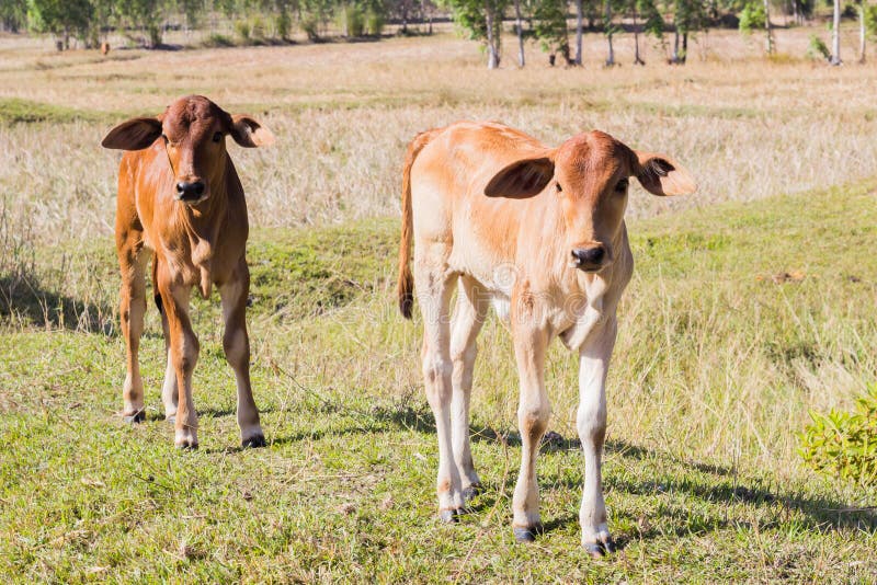 Bosque Del Animal De Asia De La Vaca Foto de archivo - Imagen de toro ...