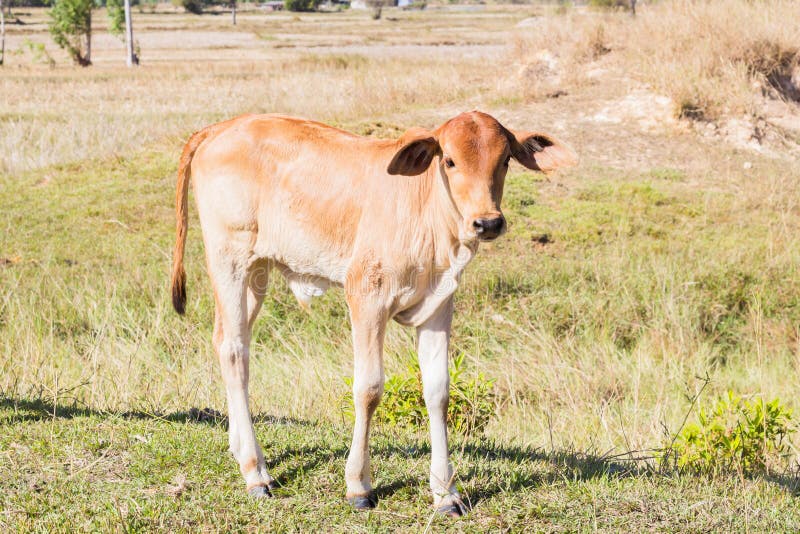 Bosque Del Animal De Asia De La Vaca Foto de archivo - Imagen de ...