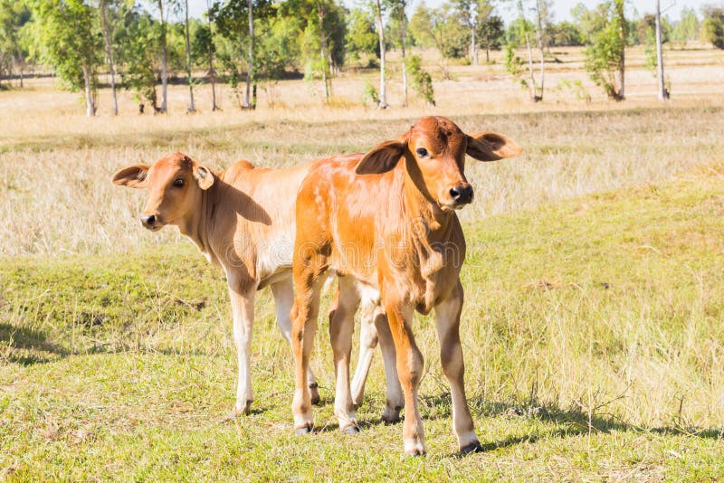 Bosque Del Animal De Asia De La Vaca Foto de archivo - Imagen de ...