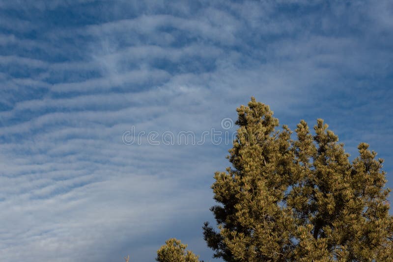 Bosque Del Apache New Mexico, Pinyon Pine Tree Top Silhouetted Against ...