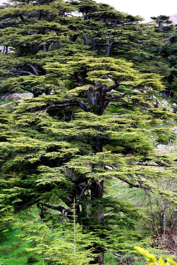 Árbol De Cedro Libanés En Las Montañas Del Pico Del Bosque Imagen de ...