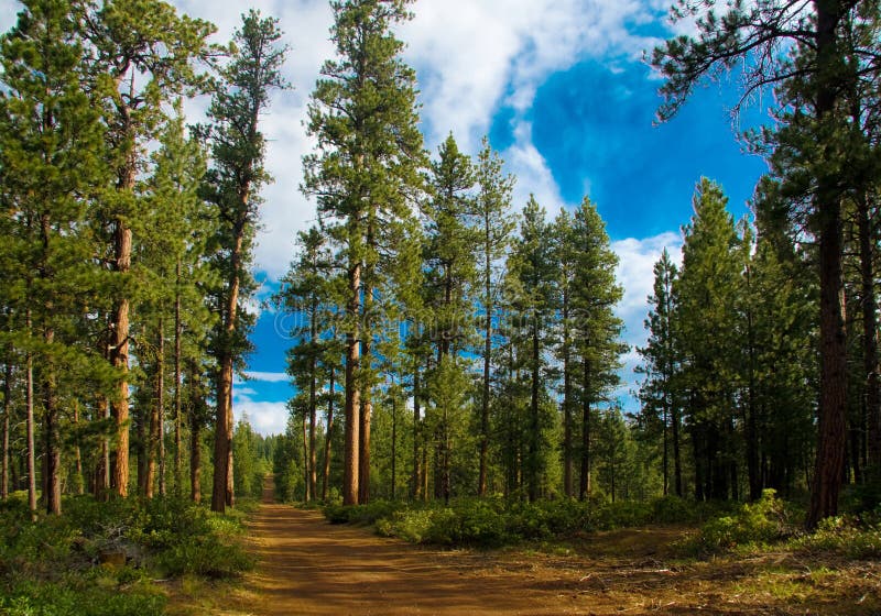 Bosque del cedro en Oregon imagen de archivo. Imagen de abeto - 11111341