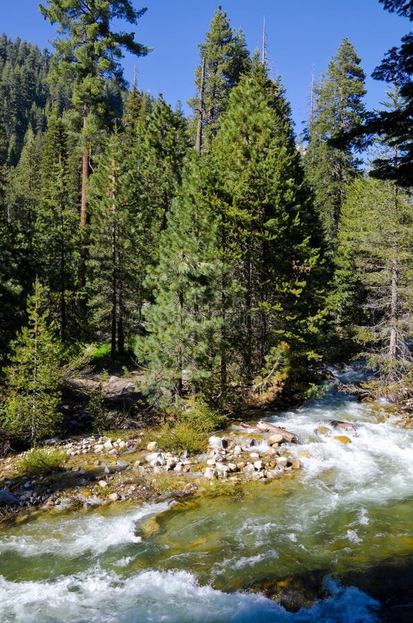 Árboles Gigantes De La Secoya En Las Maderas De Muir, California Foto ...