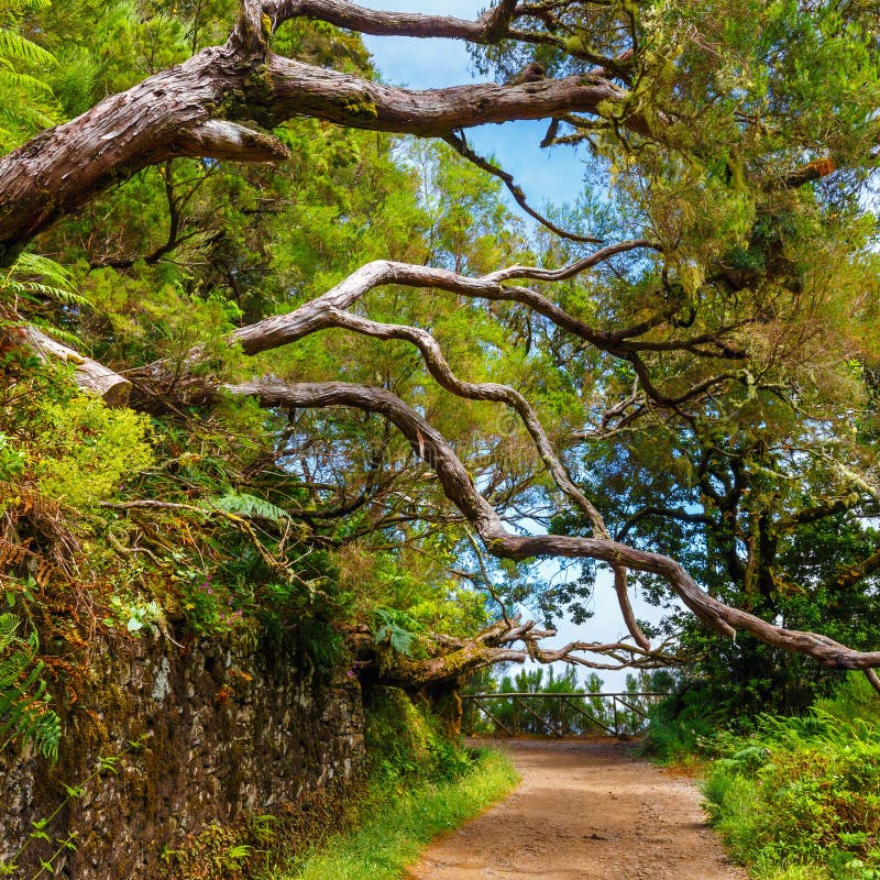 Bosque Del Laurel, Isla De Madeira, Portugal Imagen de archivo - Imagen ...