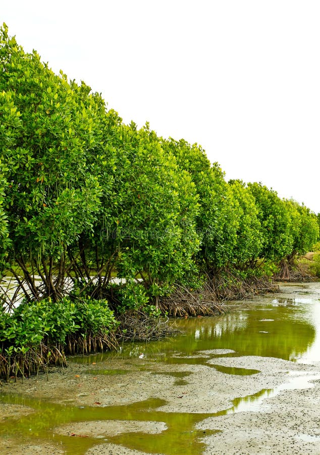 Bosque de manglares imagen de archivo. Imagen de asia - 20917585