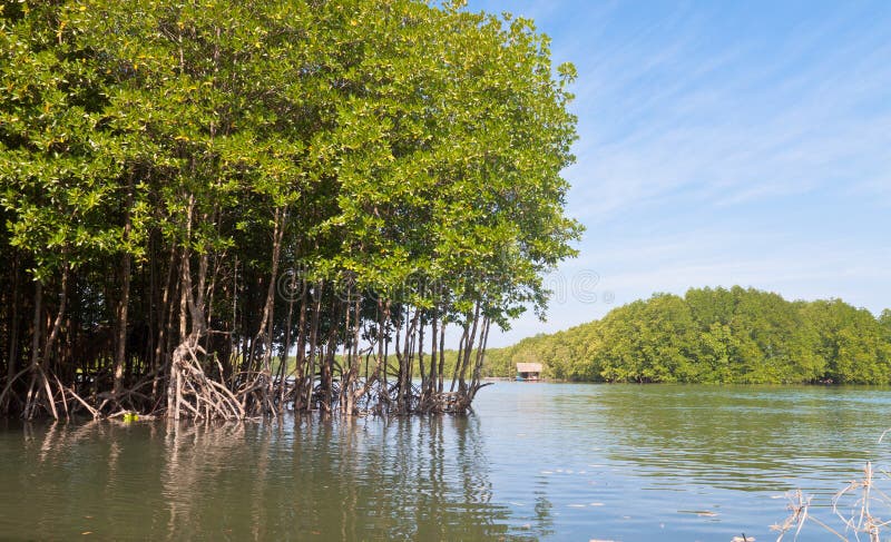 Árbol Del Mangle En La Isla De Havelock, Andaman Y Nicobar, La India ...