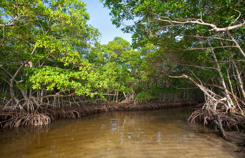 Bosque De Manglares En La Isla De Qeshm Iran Imagen de archivo - Imagen ...
