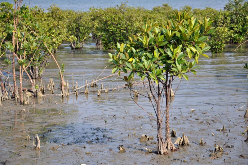 Bosque Del Mangle En El Parque Nacional De La Bahía De Jozani Chwaka ...