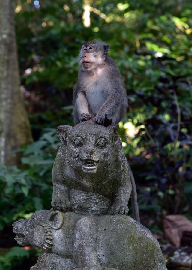 Bosque Del Mono De Ubud, Isla De Bali, Indonesia Foto de archivo ...