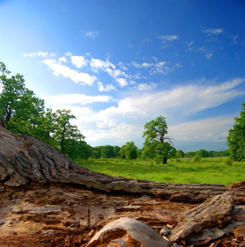 Bosque Del Roble Con El Cielo Azul Foto de archivo - Imagen de prado ...