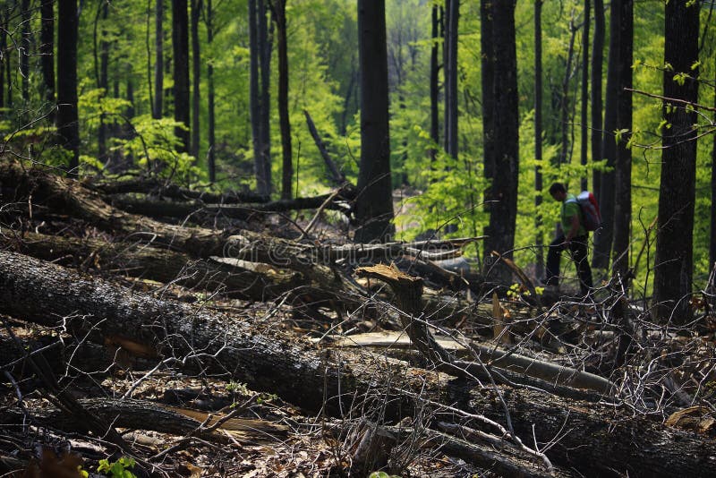Bosque devastado foto de archivo. Imagen de devastación - 8869202
