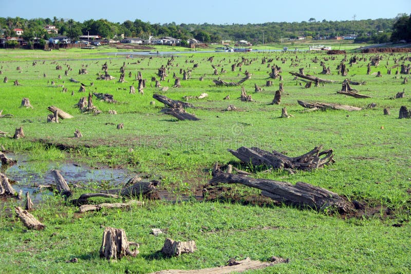 Bosque devastado foto de archivo. Imagen de maderas, troncos - 8869202