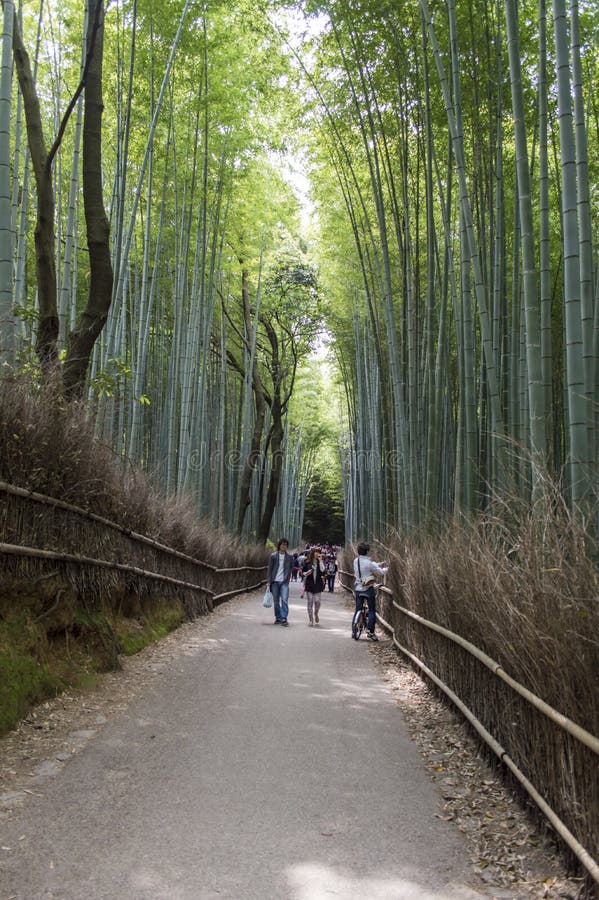 Bosque Do Bambu De Arashiyama Imagem Editorial - Imagem de cultura ...