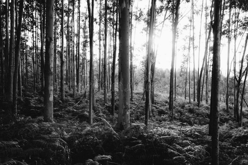 Bosque en blanco y negro imagen de archivo. Imagen de cielo - 57575413