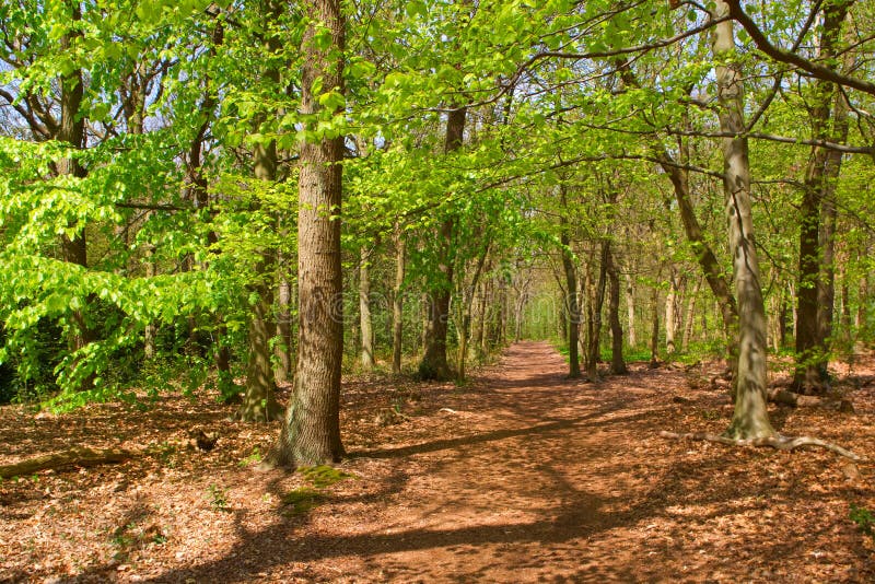 Bosque en la primavera foto de archivo. Imagen de neerlandeses - 14119448