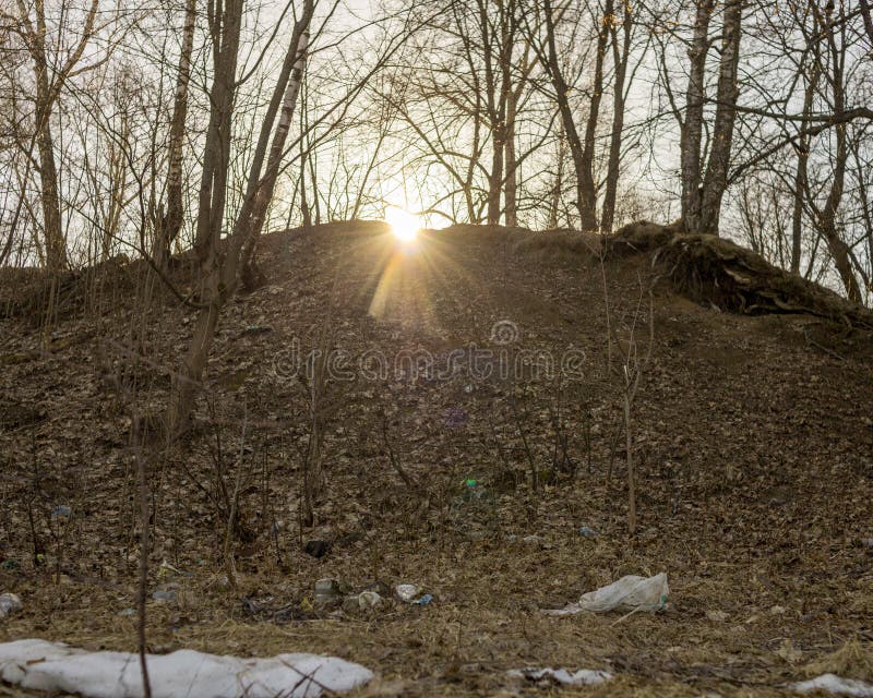 Bosque En Primavera Sin Hojas Y Pasto Imagen de archivo - Imagen de ...
