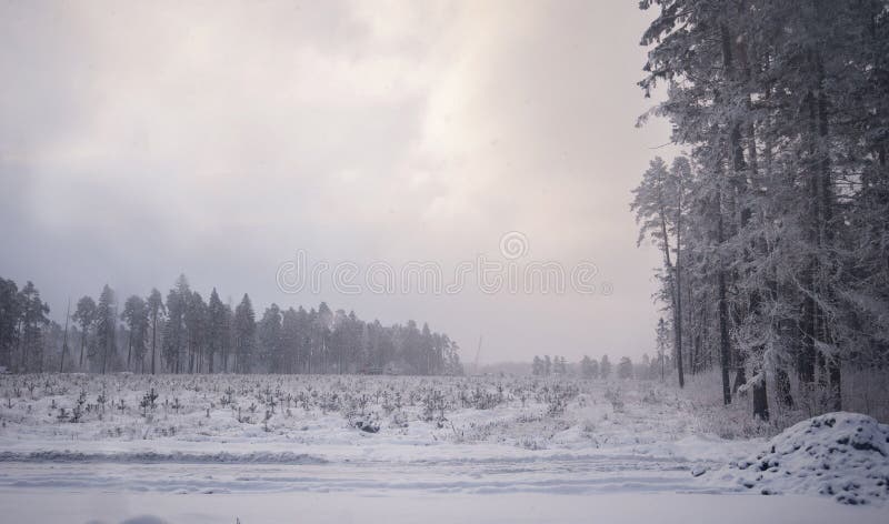 Bosque escarchado foto de archivo. Imagen de blanco - 135745220