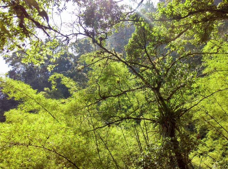 Bosque stock image. Image of bosque, planta, leaves, green - 98222937