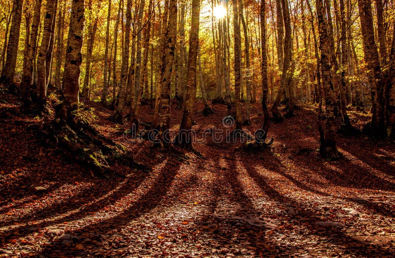 Bosque Hermoso Con Una Variedad De Colores Imagen de archivo - Imagen ...