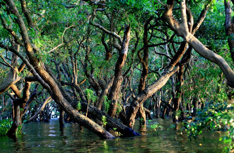 Bosque Inundado En Parque Natural Lonjsko Polje Croacia Foto de archivo ...