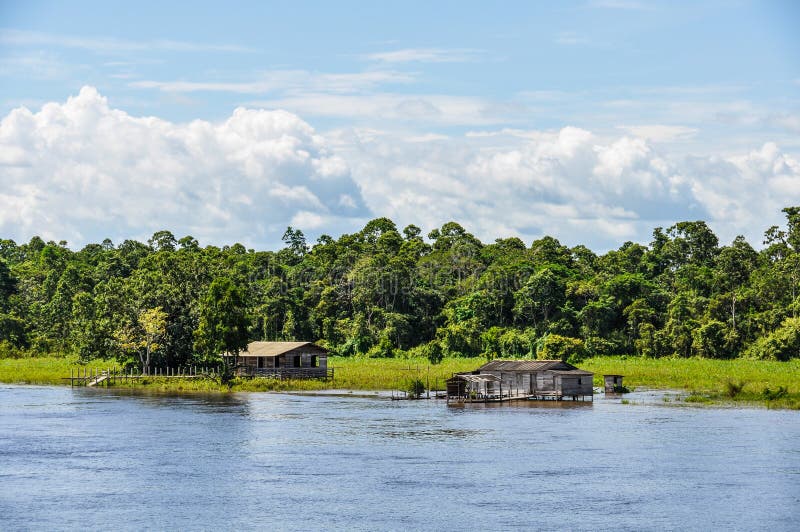 Bosque Inundado En El Río Amazonas, El Brasil Imagen de archivo ...