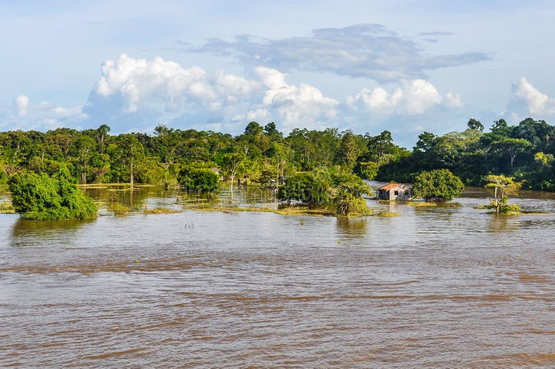 Bosque Inundado En El Río Amazonas, El Brasil Imagen de archivo ...